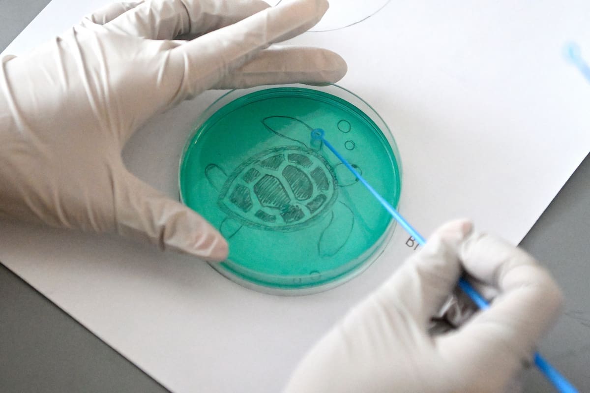 Growing Art from Agar | Arts & Sciences Magazine | Johns Hopkins University
